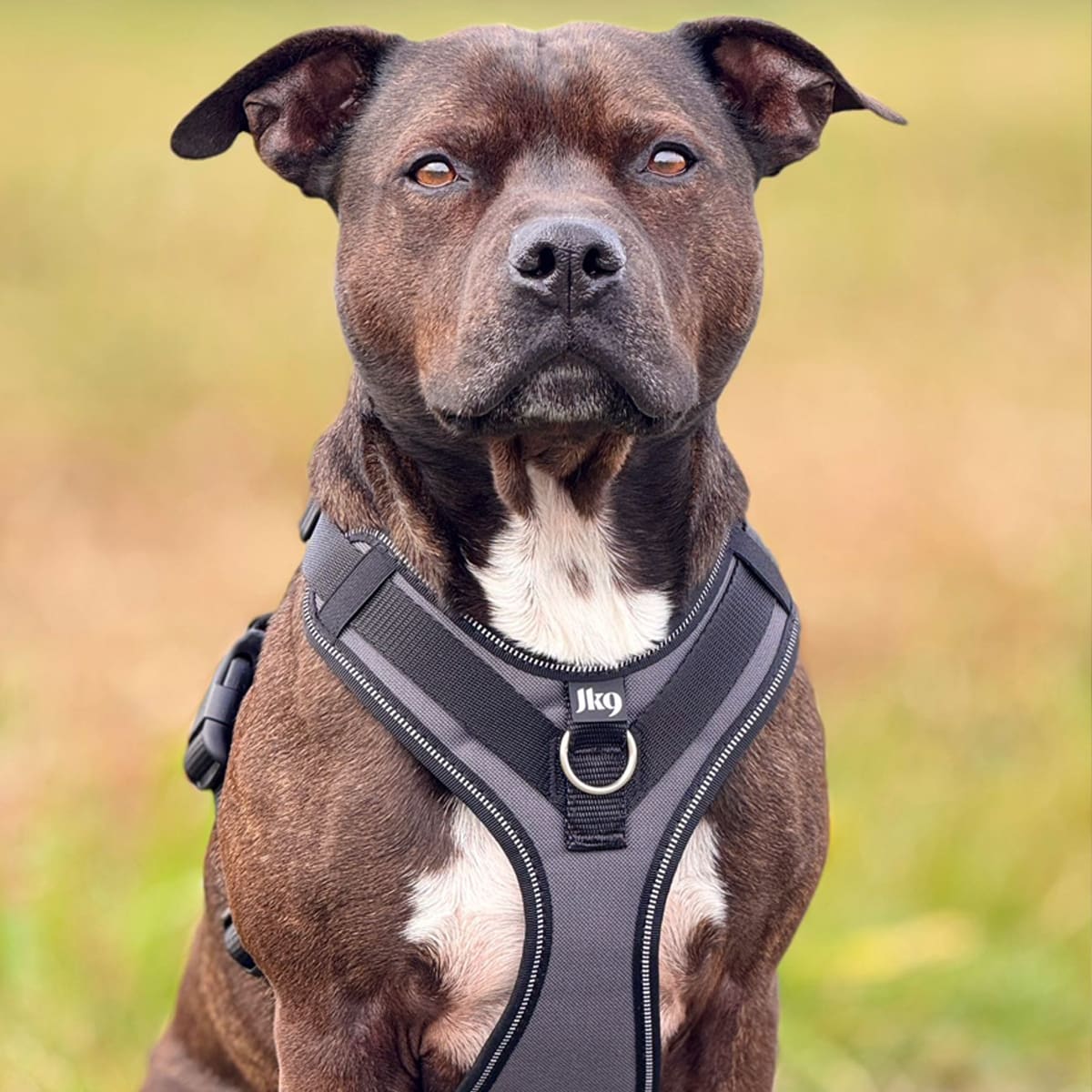 Harnais chien Julius-K9 en Y JK9®GO facile à mettre à anneau + poignée ...